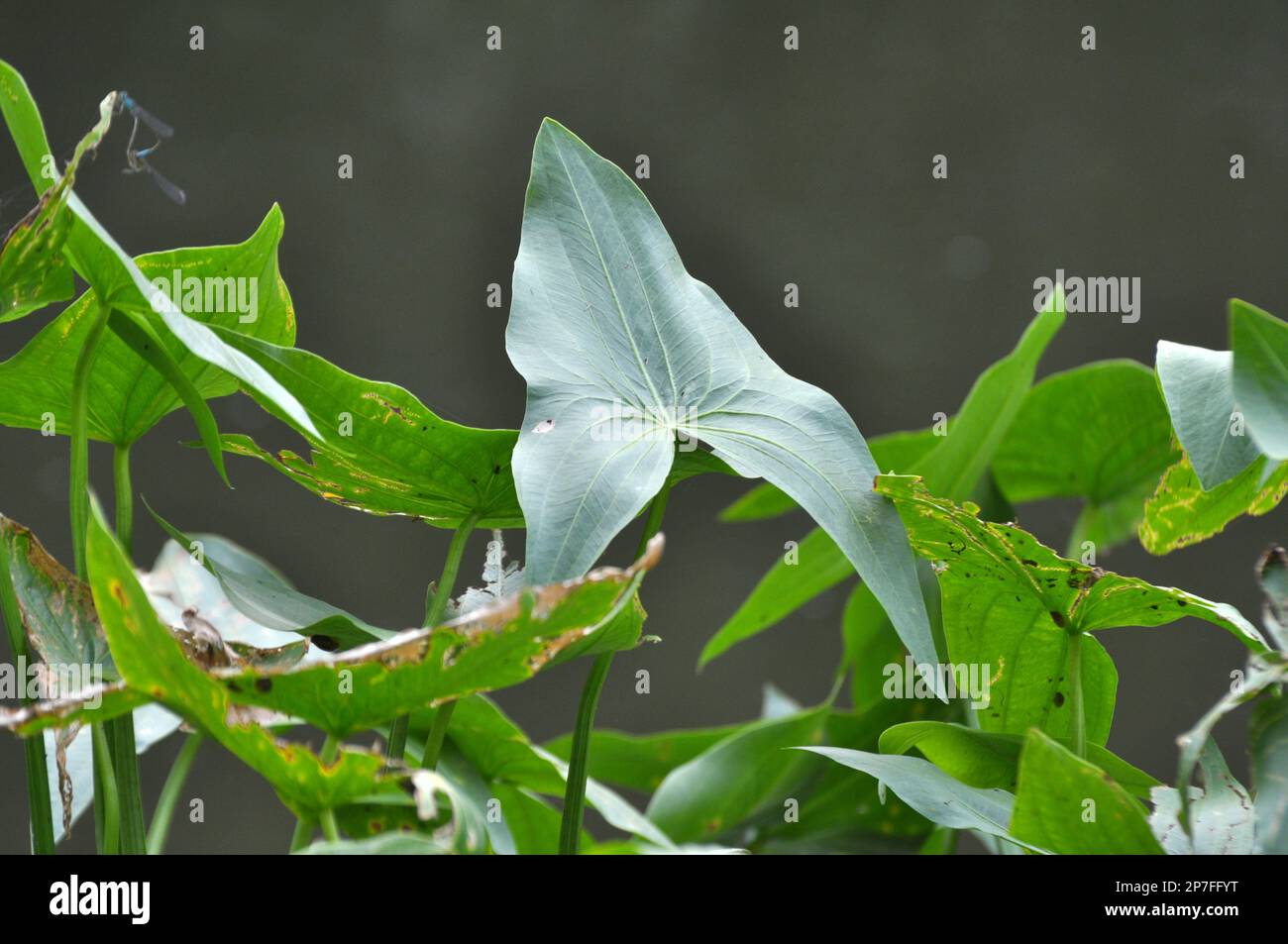 La plante aquatique sauvage Sagittaria sagittifolia pousse dans l'eau à ...