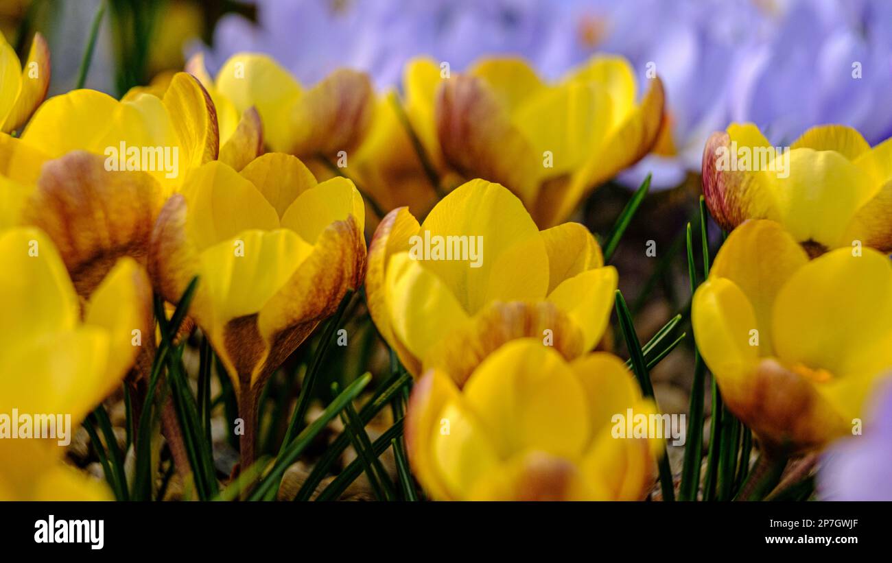 Le crocus jaune fleurit au printemps et fleurit au soleil. Les plus ...