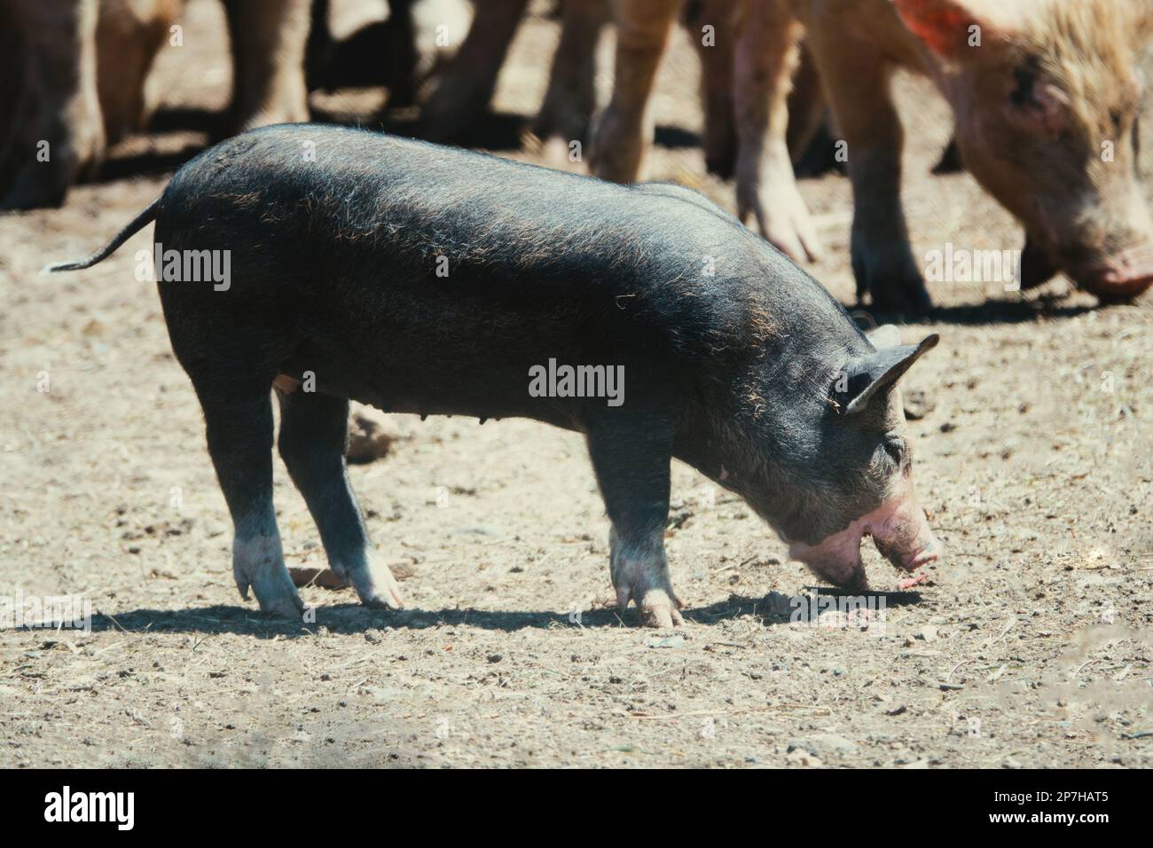 Cochon blanc des steppes Banque de photographies et d’images à haute résolution - Alamy