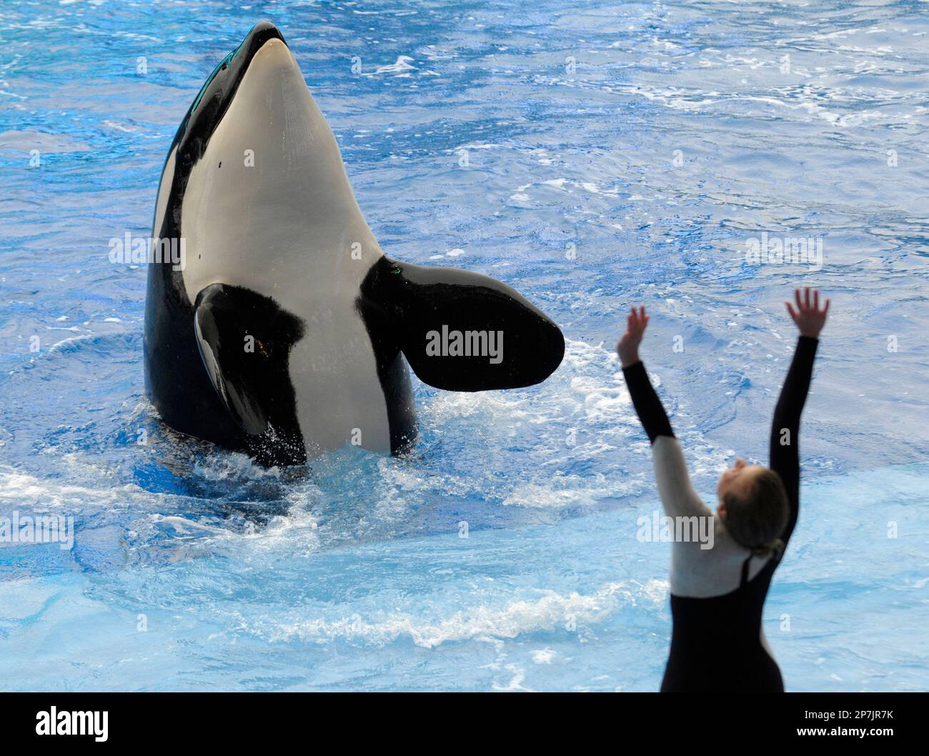 A SeaWorld trainer performs with a killer whale during the first show ...
