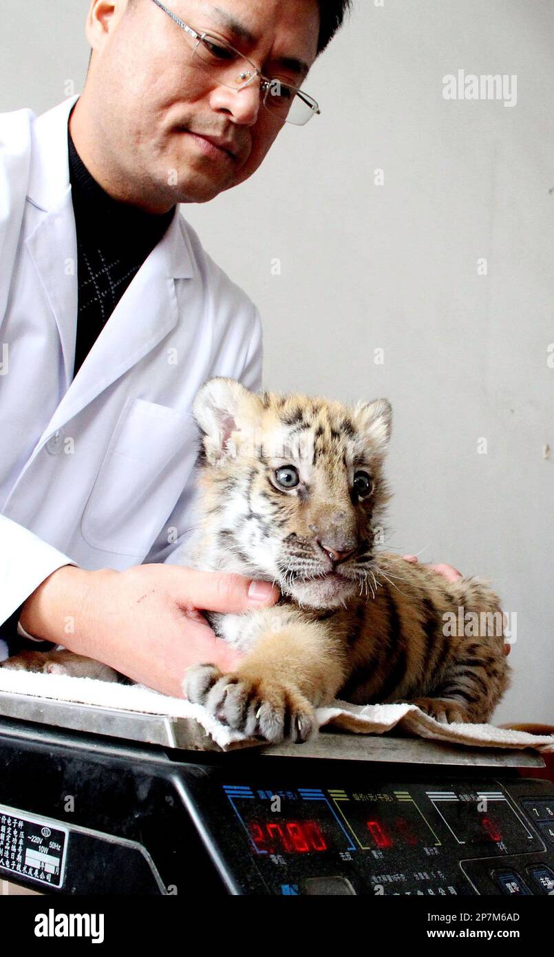 A researcher weighs a female South China tiger, the only captive-bred ...
