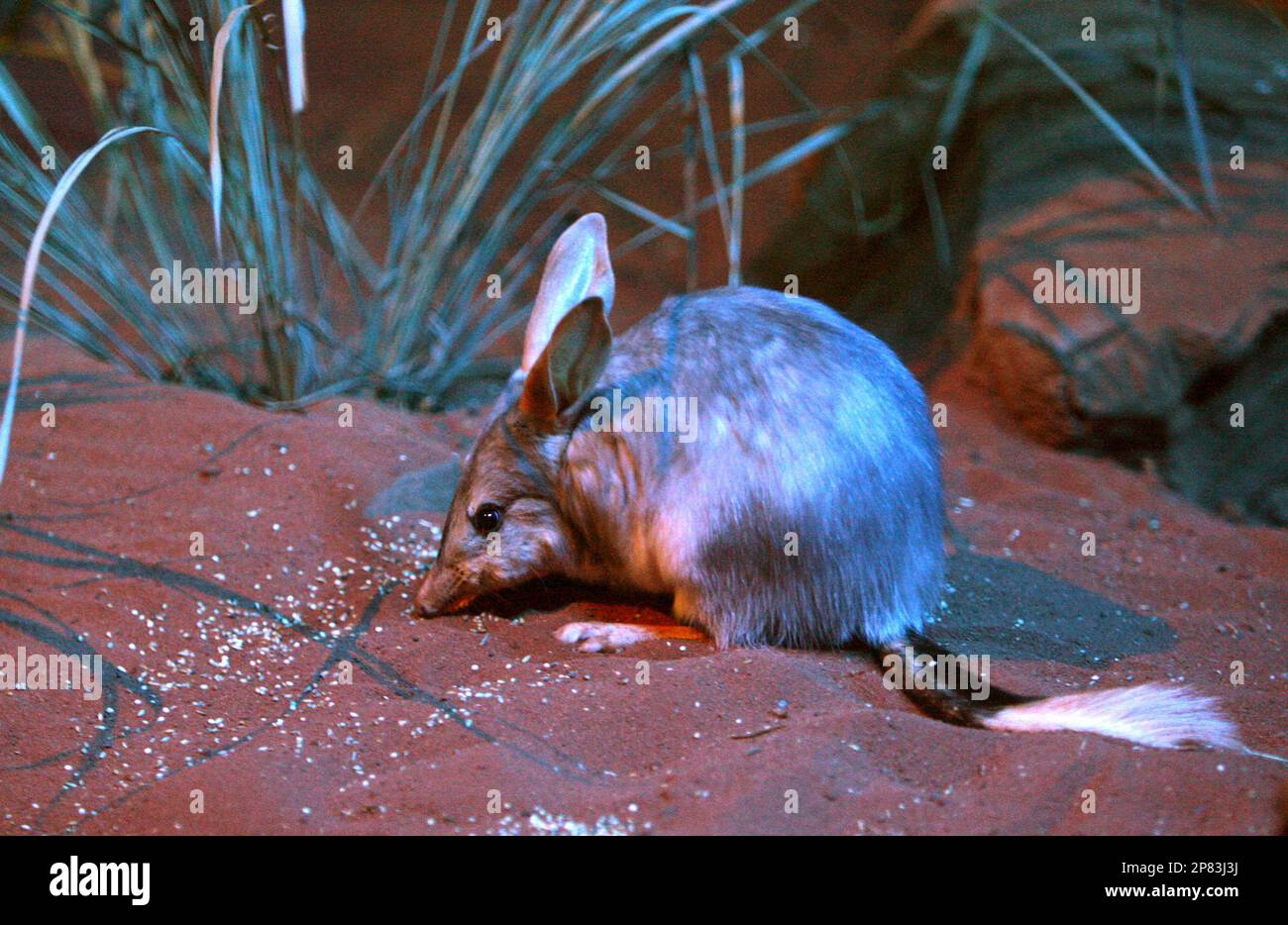 A bilby, Australia's most endangered animal, is seen grazing for food ...