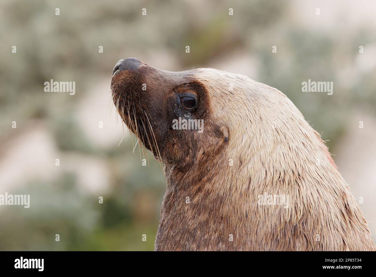 Bull kangaroo Banque de photographies et d’images à haute résolution ...