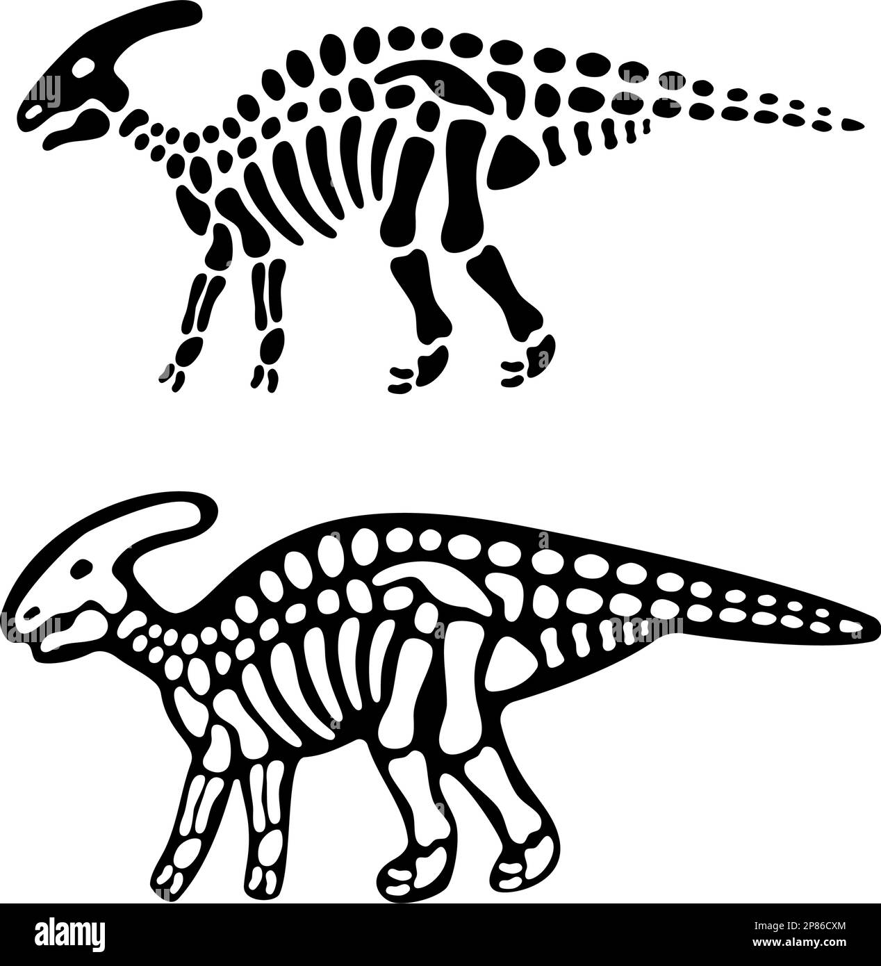 Les os et le crâne de Parasaurolophus. Squelette de Parasaurolophus ...