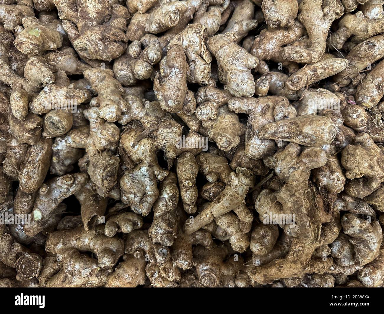 Zingiber officinale rhizom Banque de photographies et d’images à haute ...