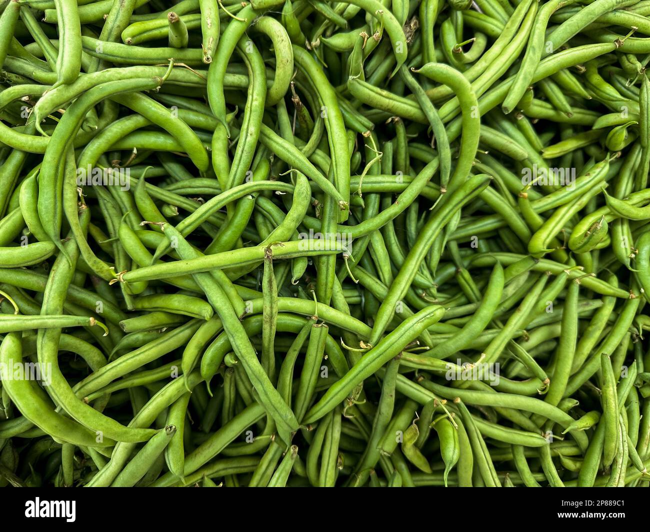 Haricots Verts Enfants – Haricots Verts Plantation – CZUSA