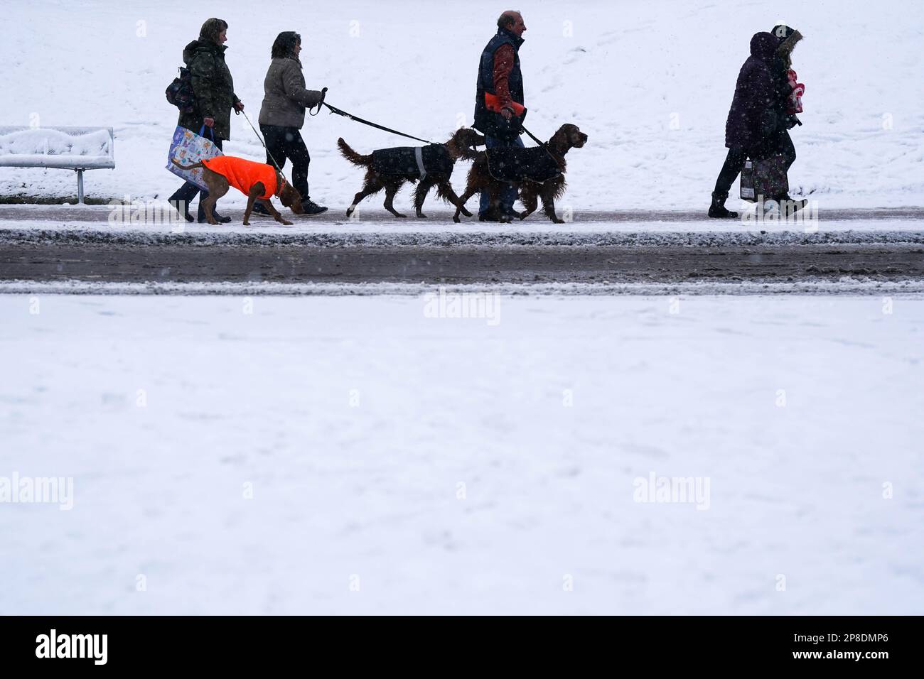 Les gens arrivent avec des chiens le premier jour du spectacle des ...