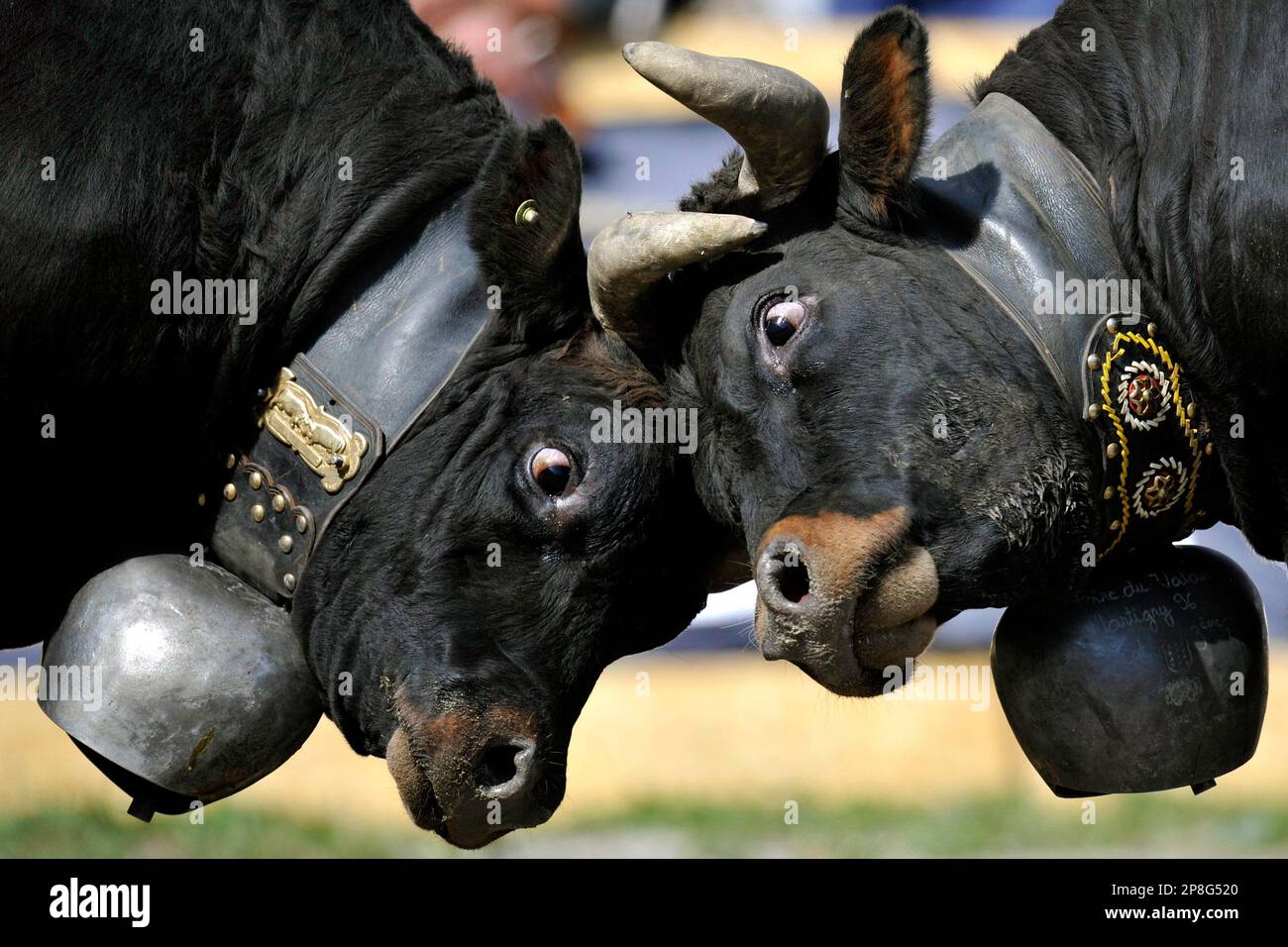 Two cows fight during the traditional annual "Combats des Reines ...