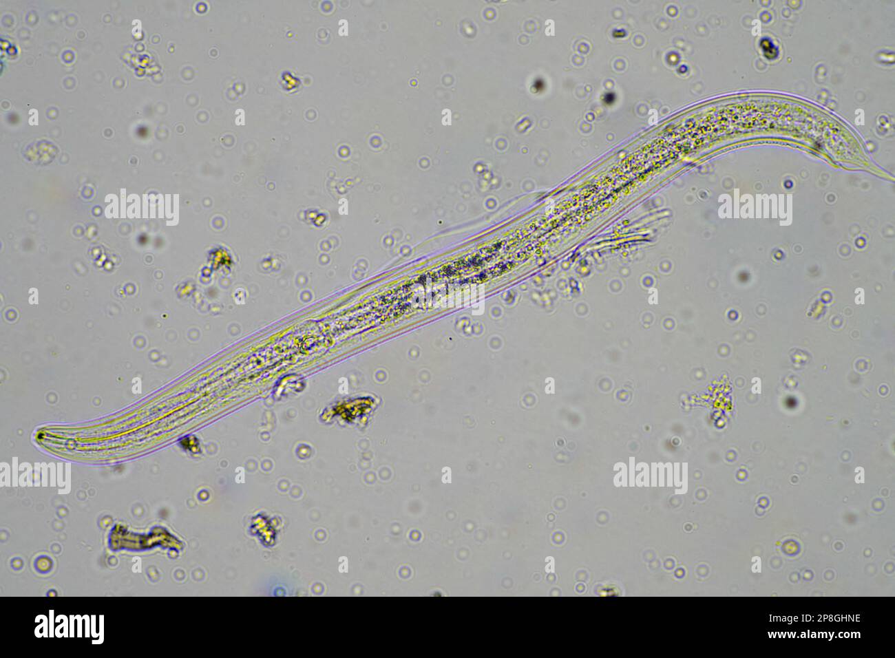 micro-organismes et biologie du sol, avec des nématodes et des ...