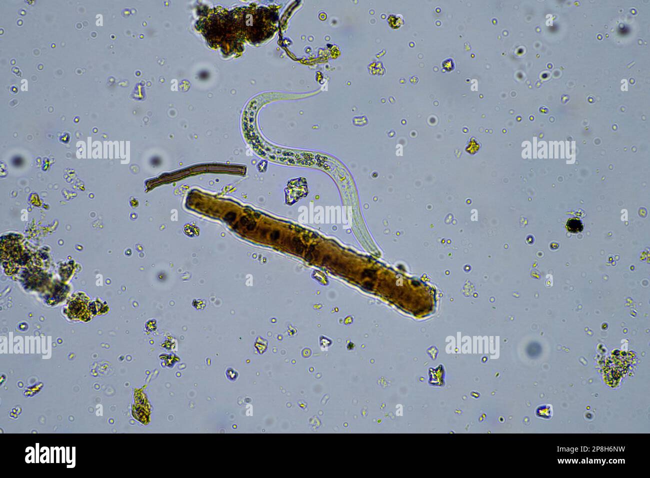 Micro-organismes et biologie dans le compost et échantillon de sol sous microscope en australie ...
