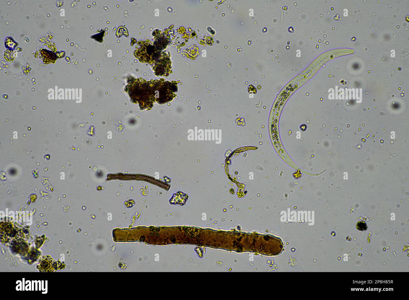 micro-organismes et biologie du sol, avec des nématodes et des ...