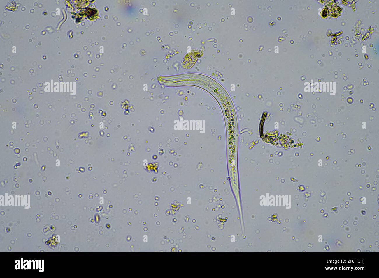 Micro organismes microscope Banque de photographies et d’images à haute ...