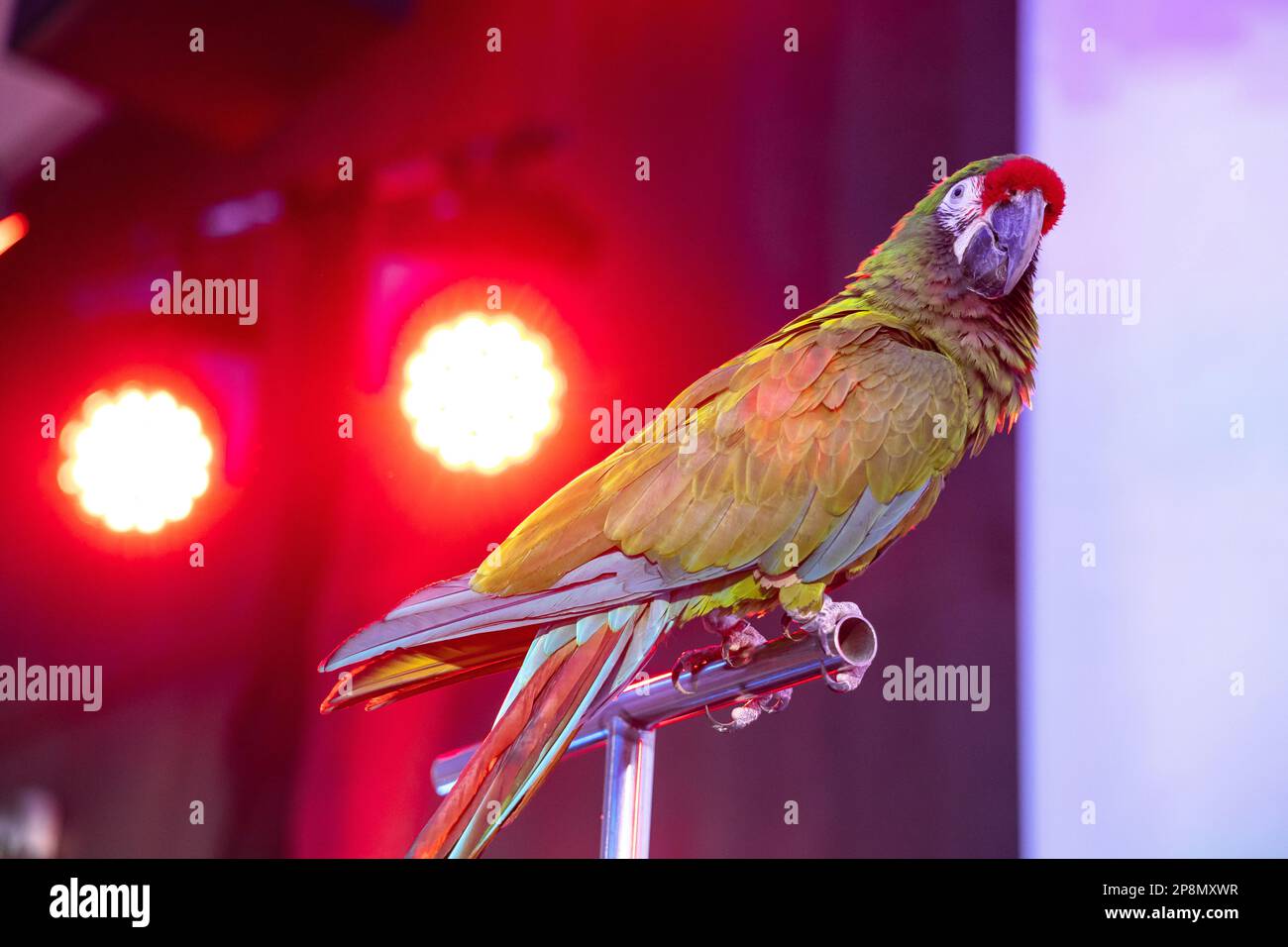 Perroquet grand-vert macaw en captivité sur une étape d'une conférence ...