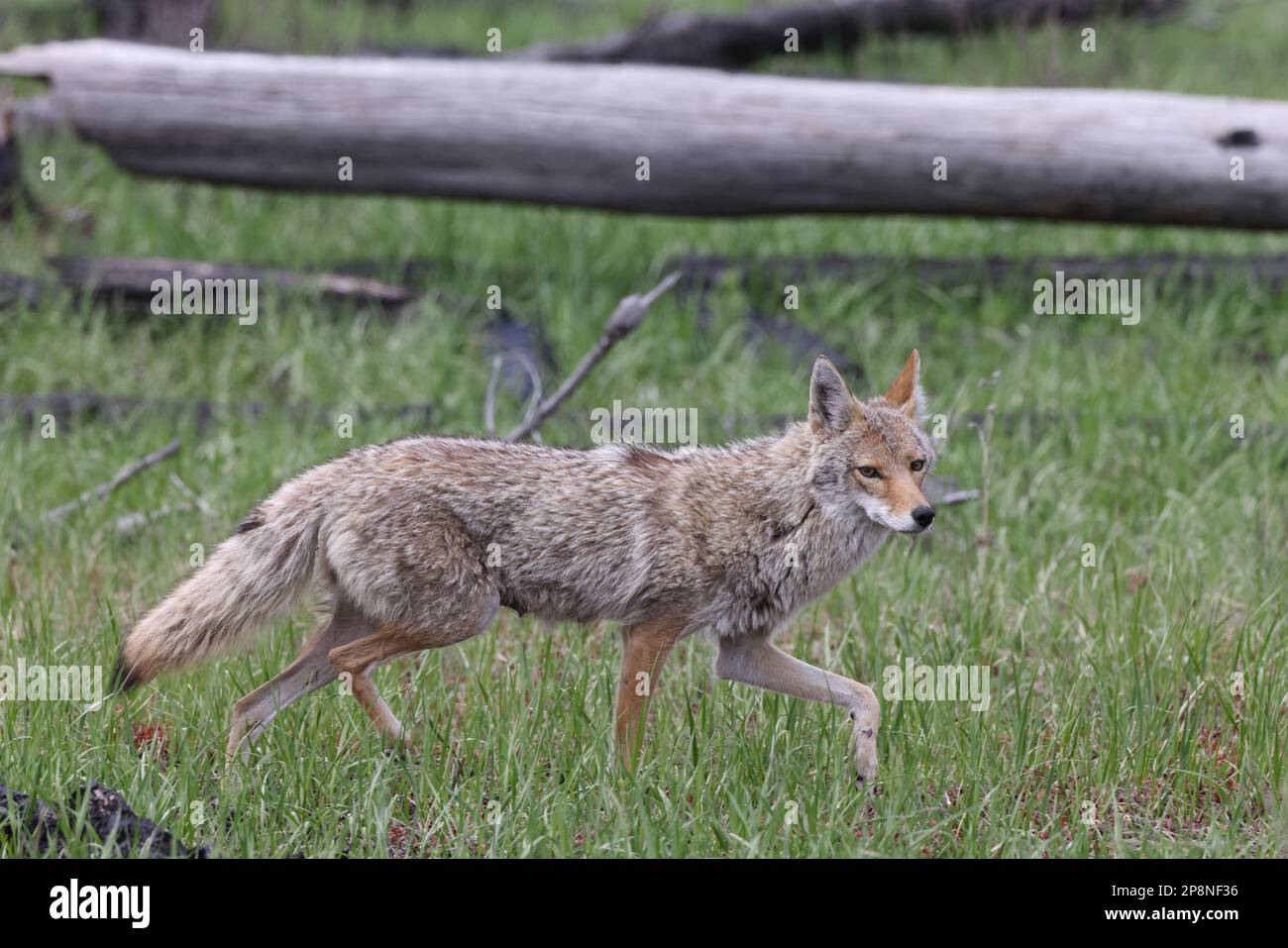 Standing coyote pup Banque de photographies et d’images à haute ...