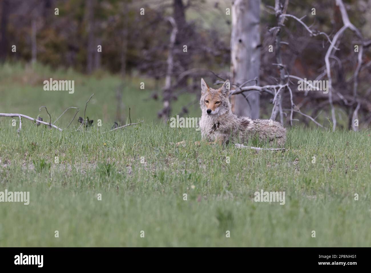 Standing coyote pup Banque de photographies et d’images à haute ...