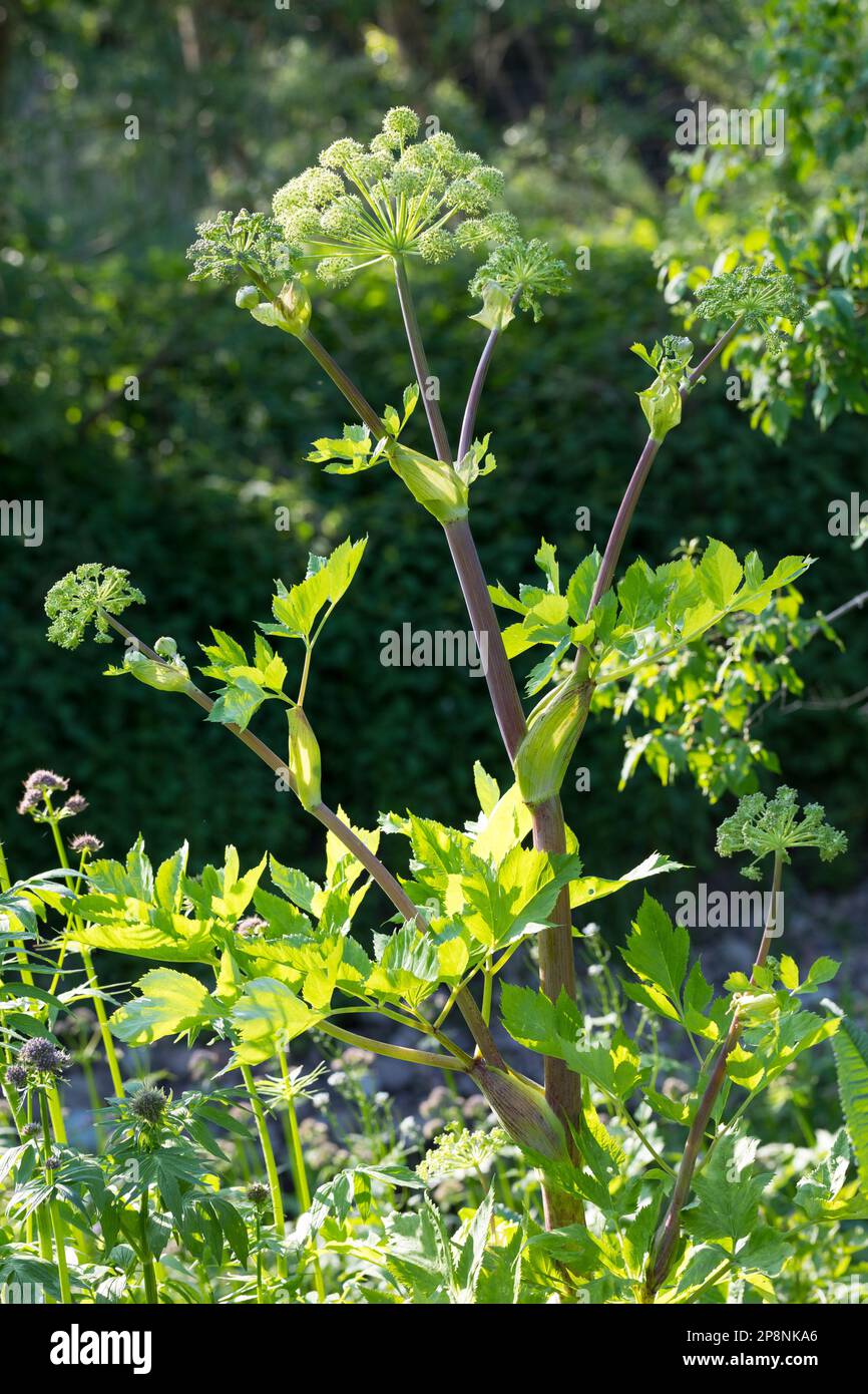 Arznei-Engelwurz, Echte Engelwurz, Angelica archangelica, Archange, l ...