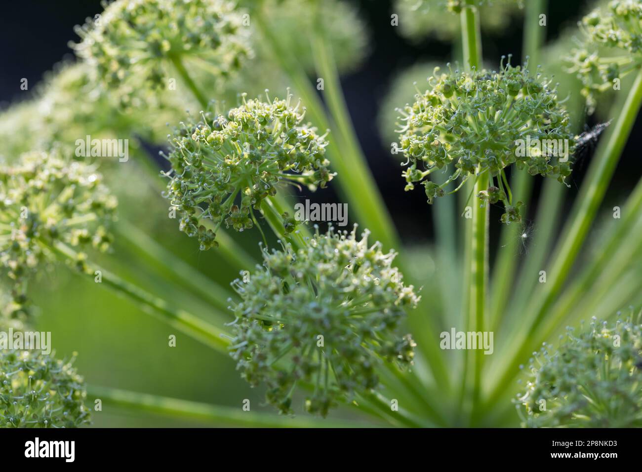 Angélique officinale Banque de photographies et d’images à haute ...