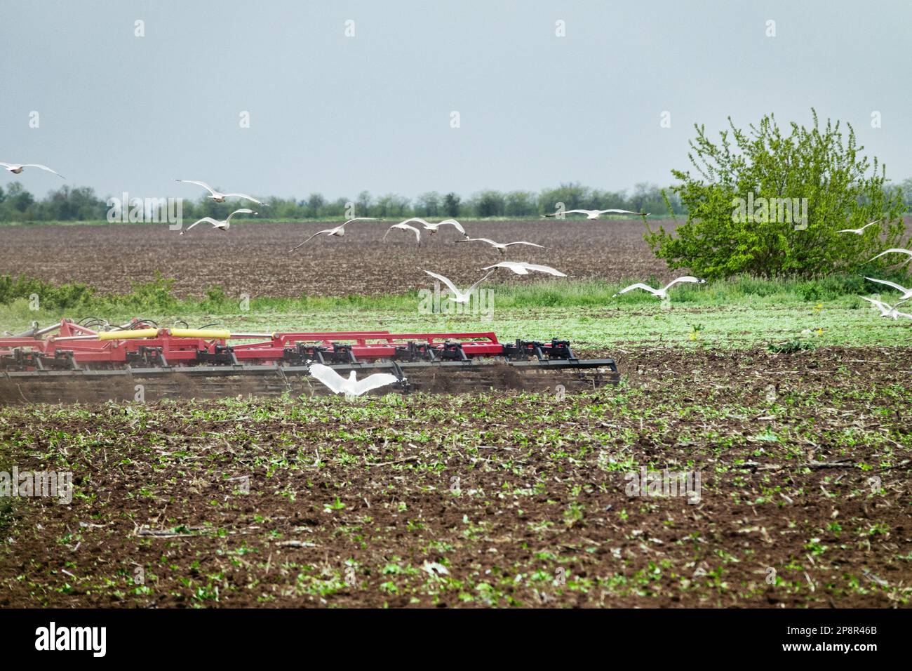 Masse jachère. Herbage d'un champ de printemps non ensemencé afin de se ...