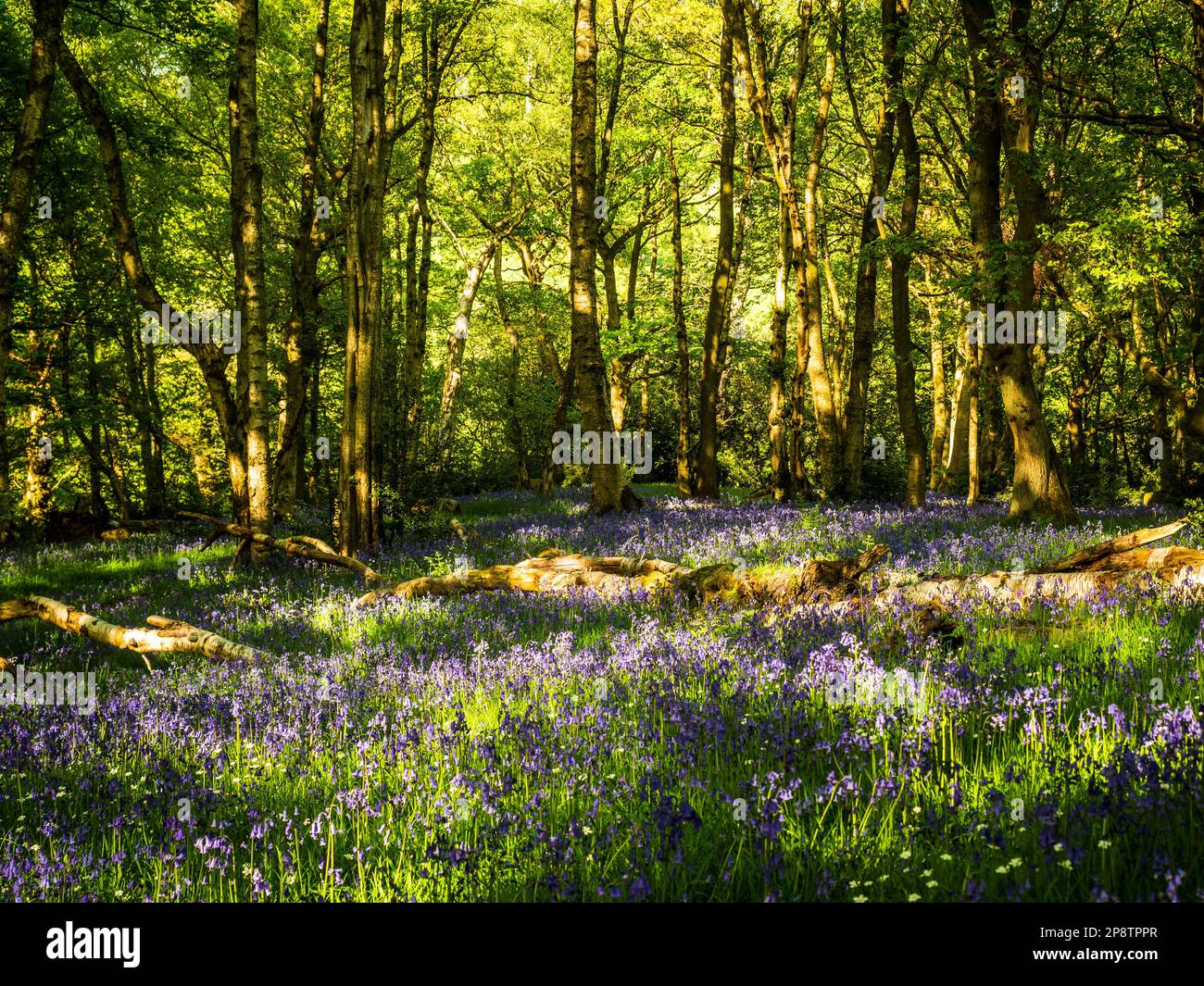 Une histoire de printemps Banque de photographies et d’images à haute ...