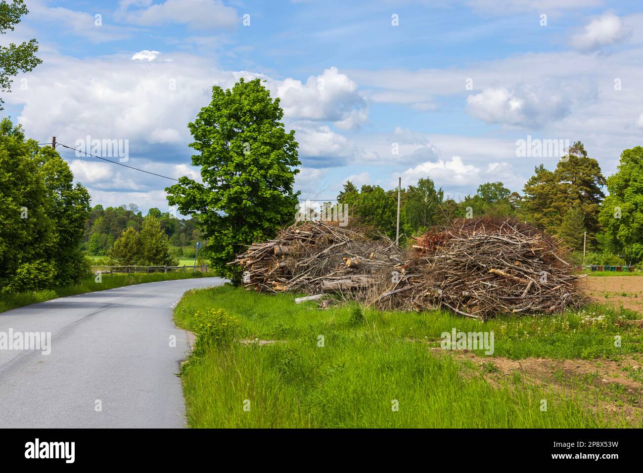 Vue sur la pile de branches sèches et d'arbres après le défrichement de ...