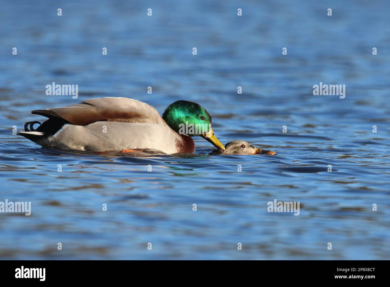 Accouplement de poule et de canard Banque de photographies et d’images ...