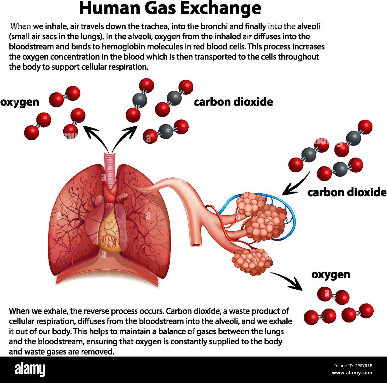 Funcionamiento del sistema respiratorio Banque d'images vectorielles ...