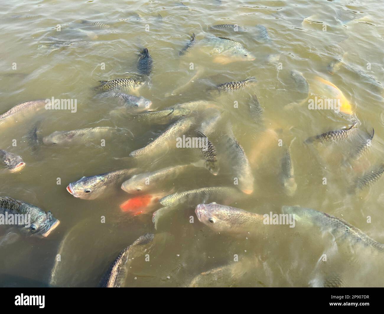 Poissons de tilapia sur l'eau douce, poissons de tilapia nageant dans ...