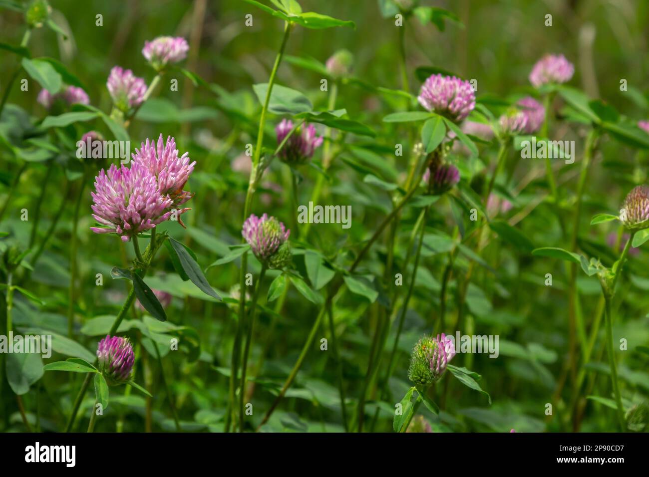Trifolium pratense. Épaississement d'un trèfle en fleur. Trèfle rouge ...