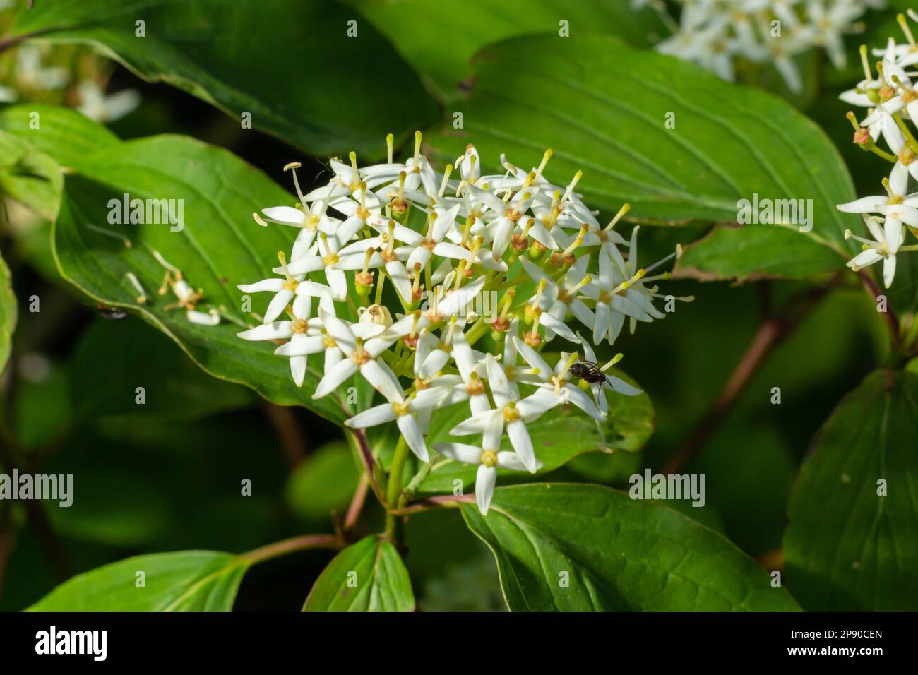 Cornus sanguinea - plante de cornouiller rouge en fleur et pleine ...