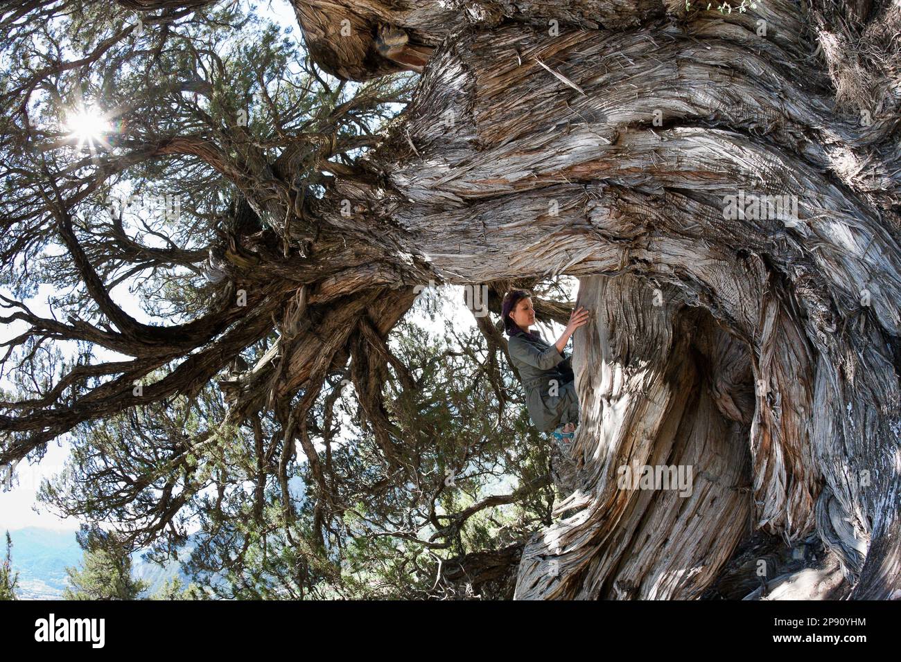 Arbres Remarquables De France Banque De Photographies Et Dimages à