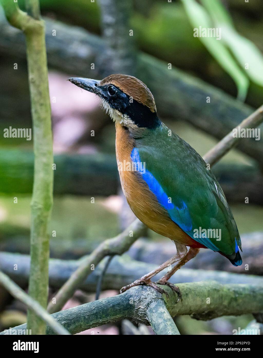 Une mangrove mâle Pitta (Pitta megarhyncha) qui se trouve dans une ...