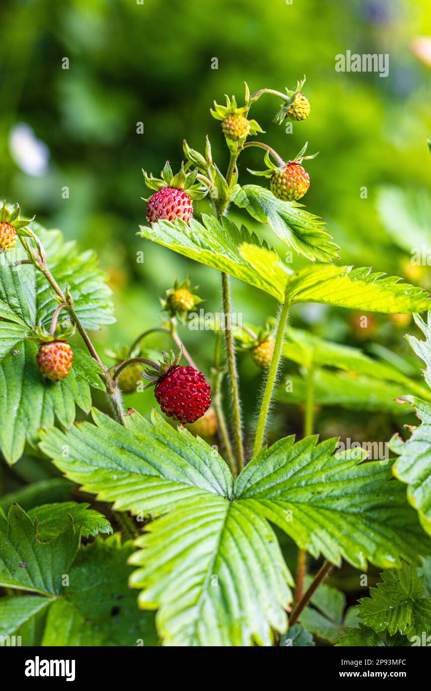 Fraisier sauvage dans son habitat naturel Banque de photographies et d ...