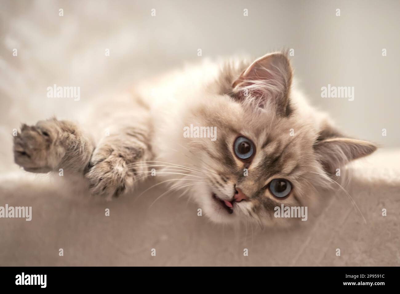 Chat avec de beaux yeux bleus Banque de photographies et d’images à ...