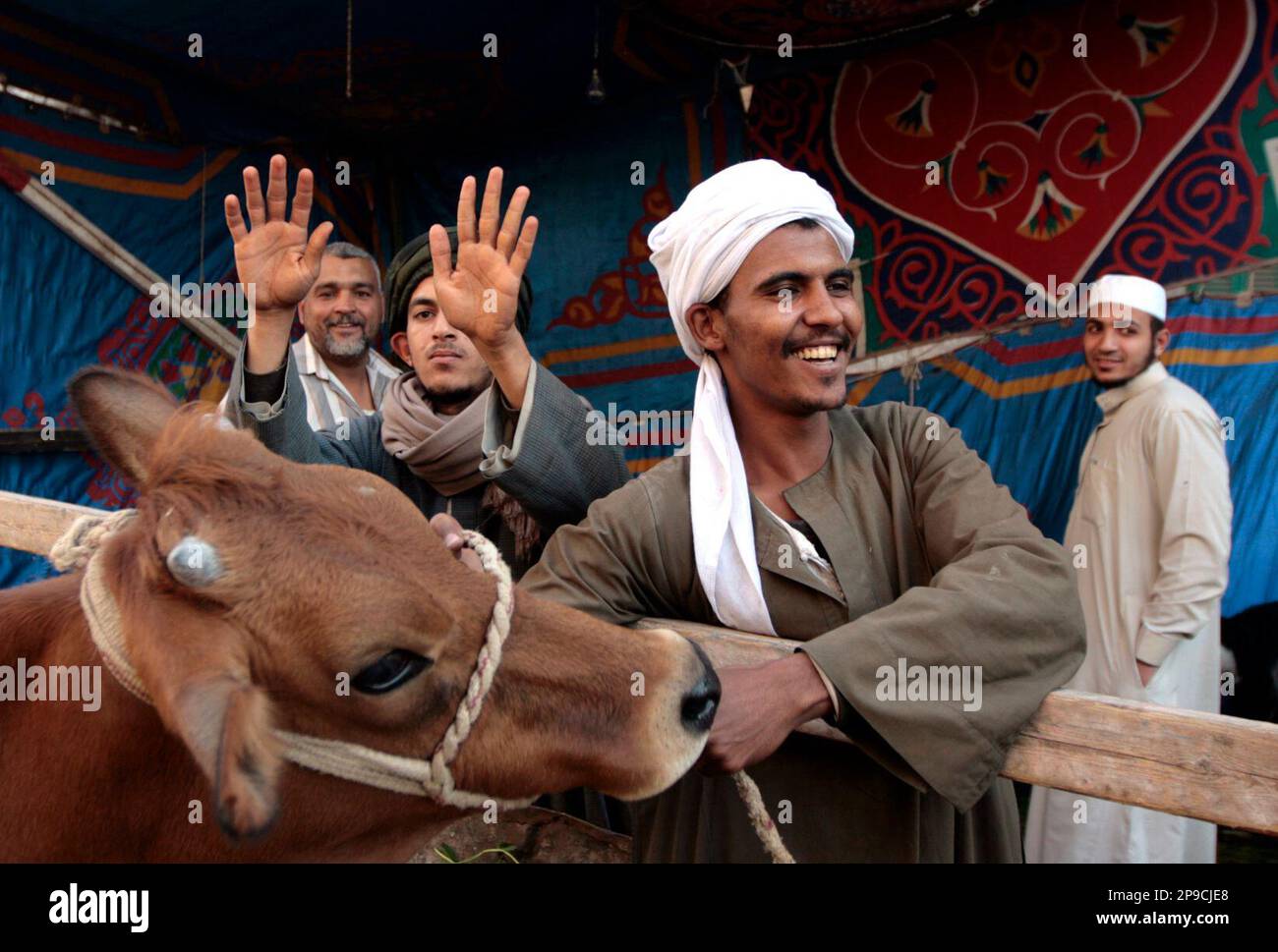 An Egyptian shepherd displays a cow at a popular market in Cairo, Egypt ...
