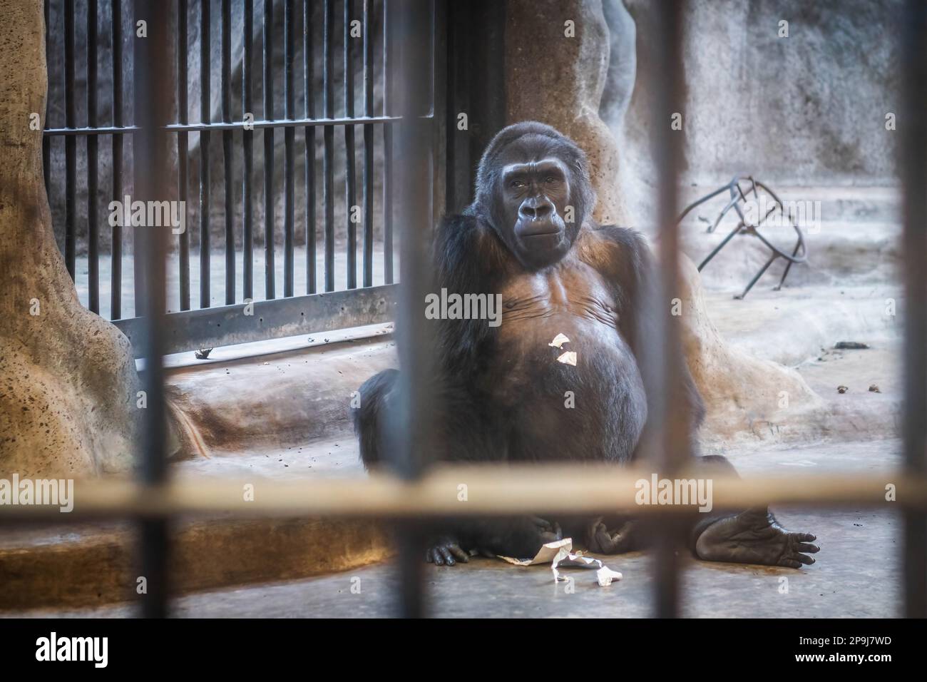 Bua noi Banque de photographies et d’images à haute résolution - Alamy