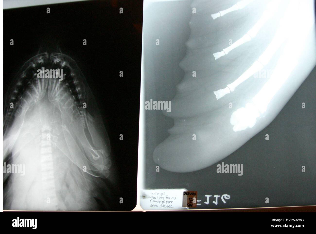 **ADVANCE FOR SUNDAY, JUNE 22** The X-Ray at right shows California sea ...
