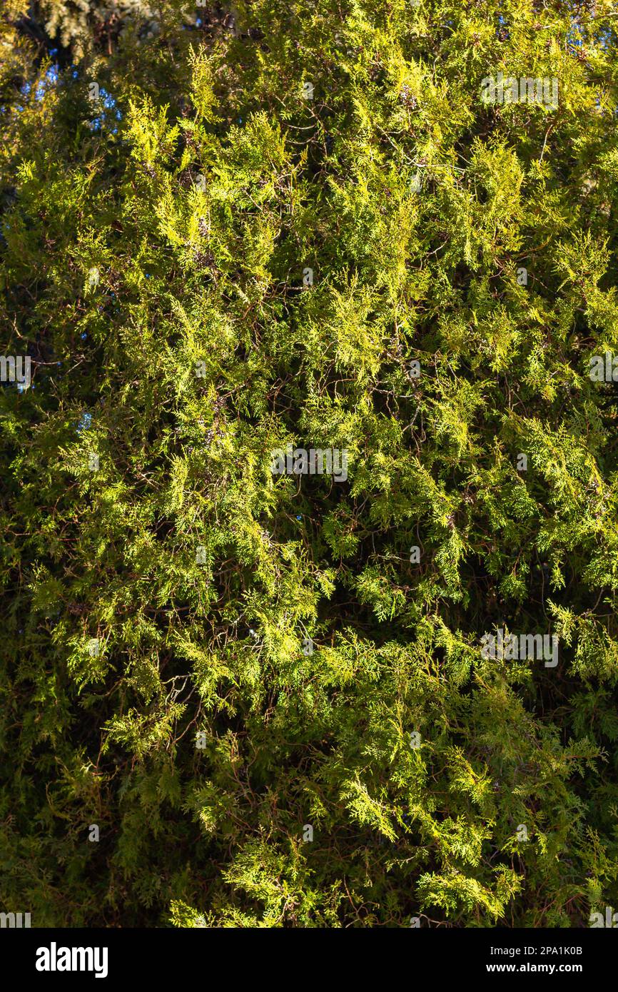 Thuja occidentalis hedge Banque de photographies et d’images à haute ...