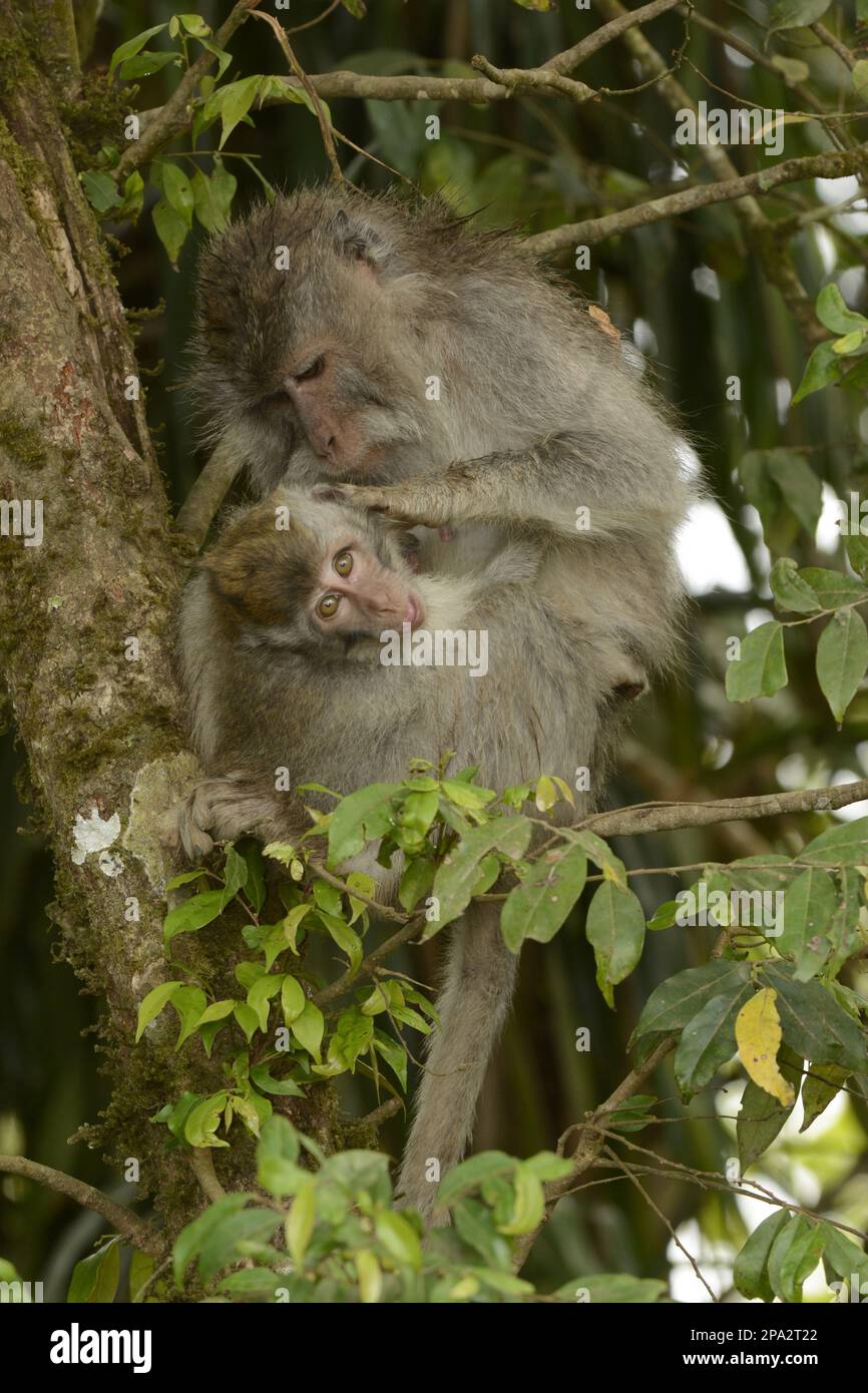 Macaques mangeant du crabe (Macaca fascicularis), singes javanais, macaques à queue longue ...