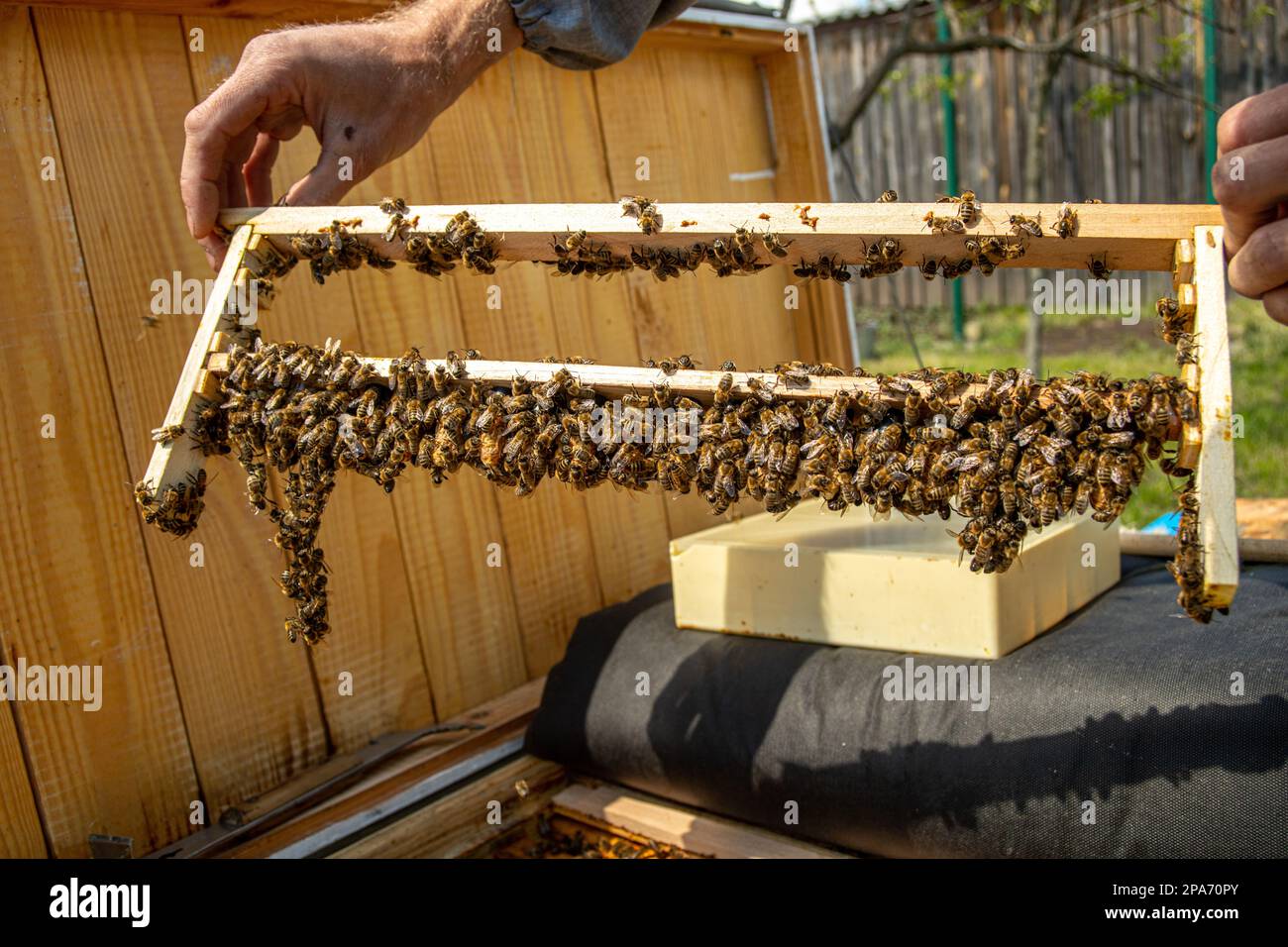 apiaire avec les abeilles de la reine, prêt à sortir pour la ...