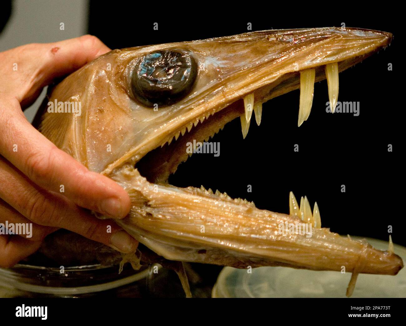 The Smithsonian's National Museum of Natural History previews this ...