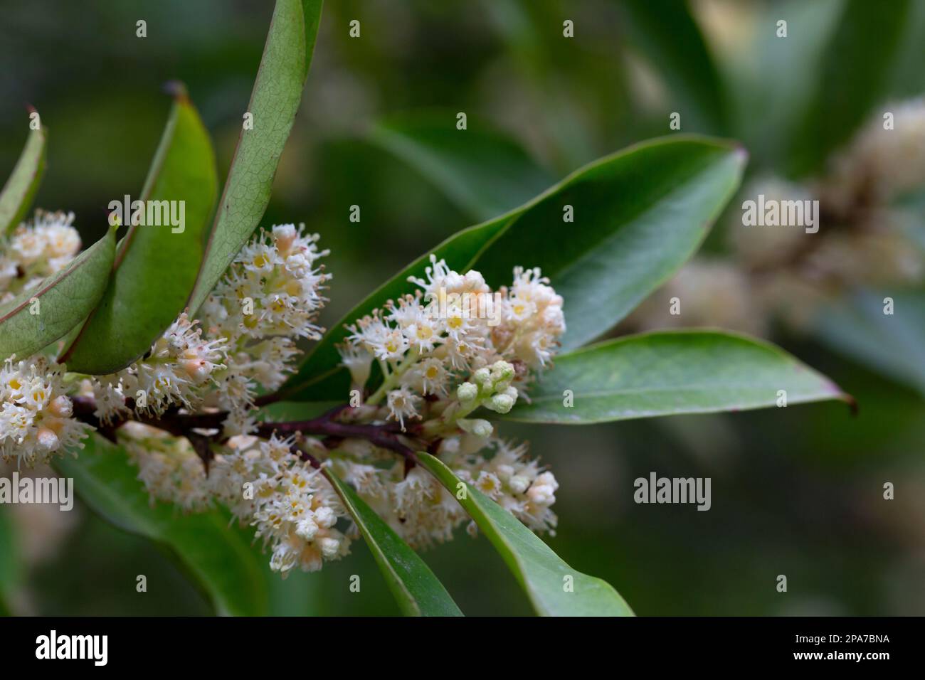 Prunus laurocerasus otto luyken ou laurier cerise arbuste vivace ...