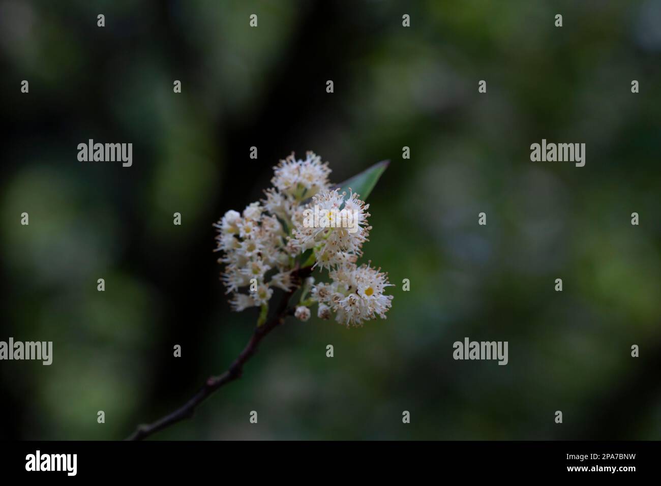 Prunus laurocerasus otto luyken ou laurier cerise arbuste vivace ...