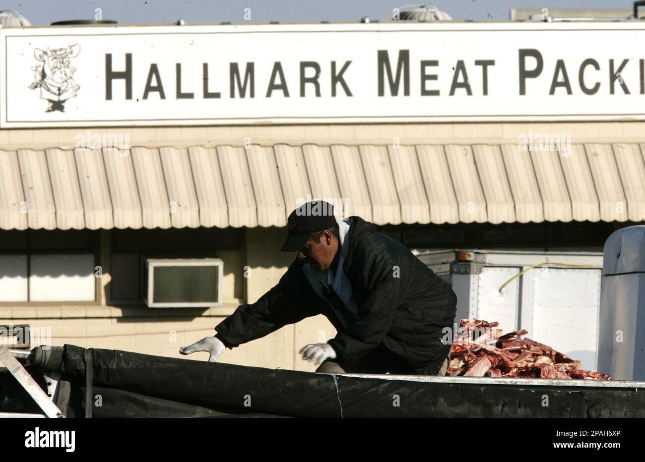 A worker walks on top of cattle carcases scraps dropped into a parked ...