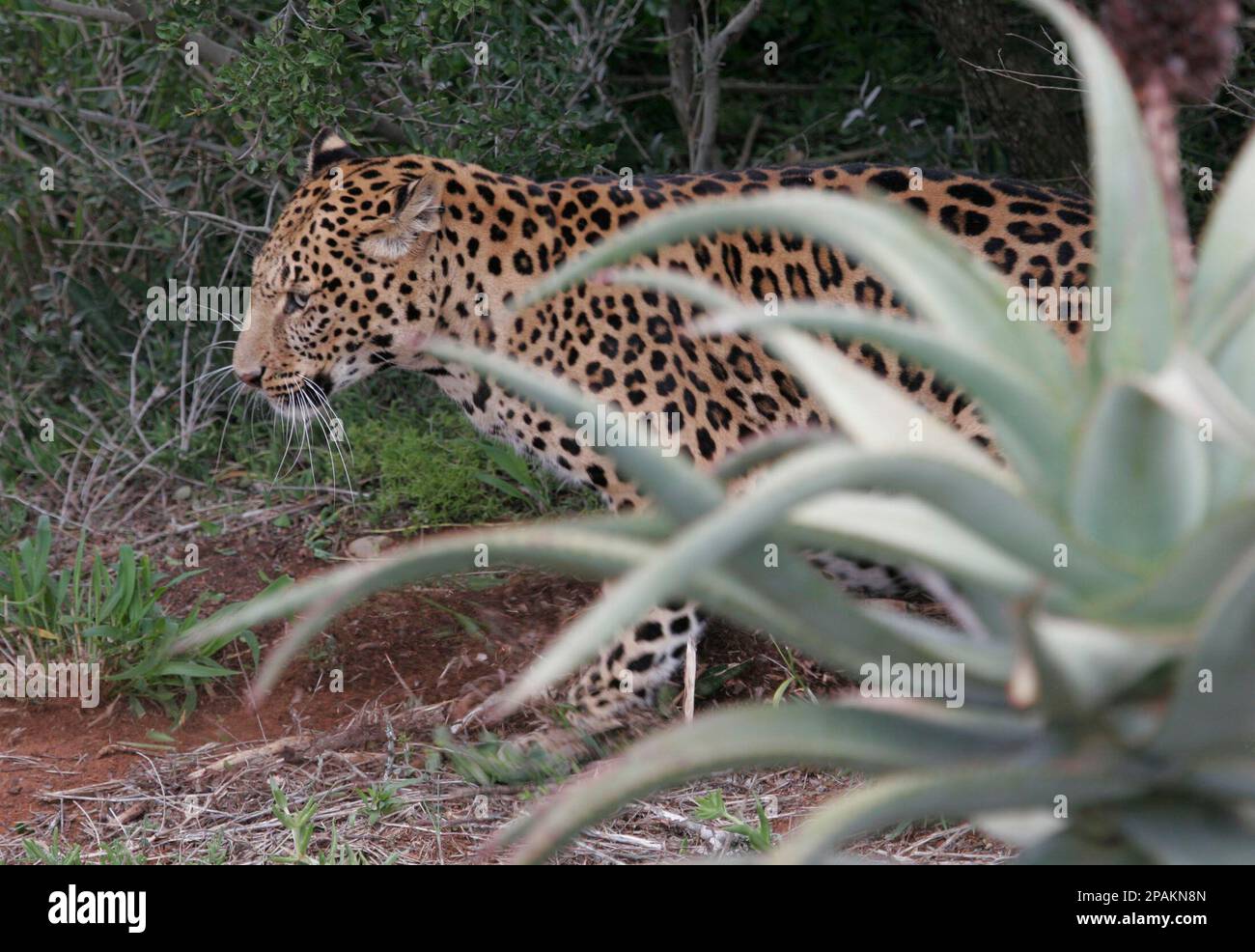 One of two sibling leopards, Pitou, explores her new surroundings after ...