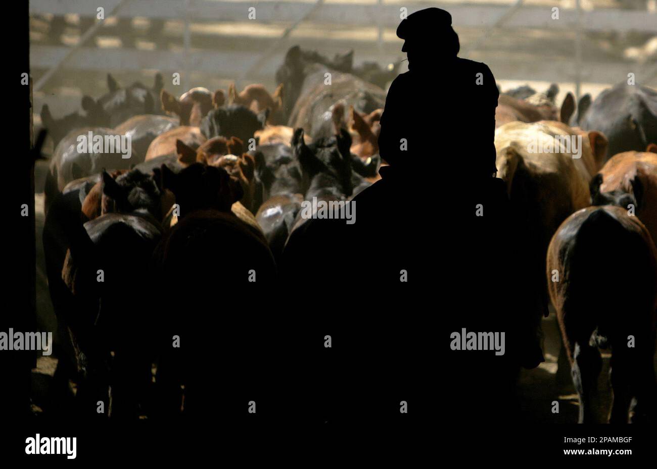 A worker drives cattle inside the central cattle market in Buenos Aires ...