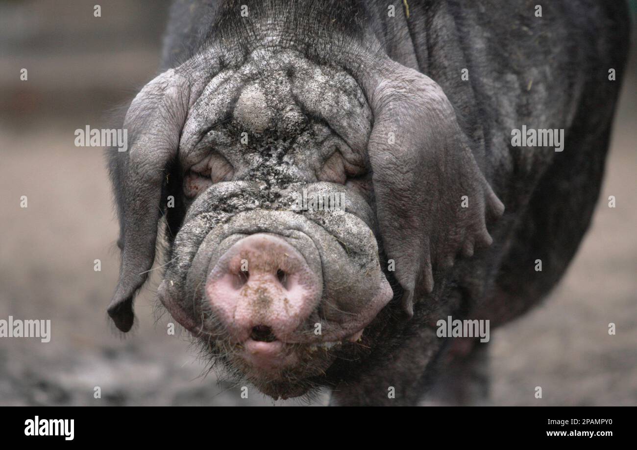 A Meishan pig photographed at the Tierpark zoo in Berlin on Friday, Dec ...