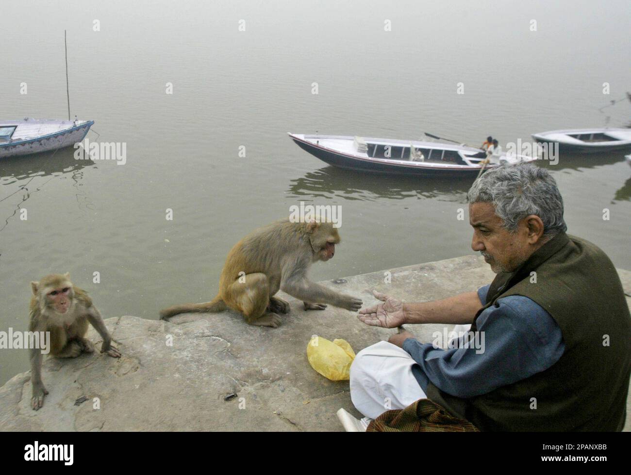 A Hindu devotee feeds a monkey on the banks of the Ganges River in ...