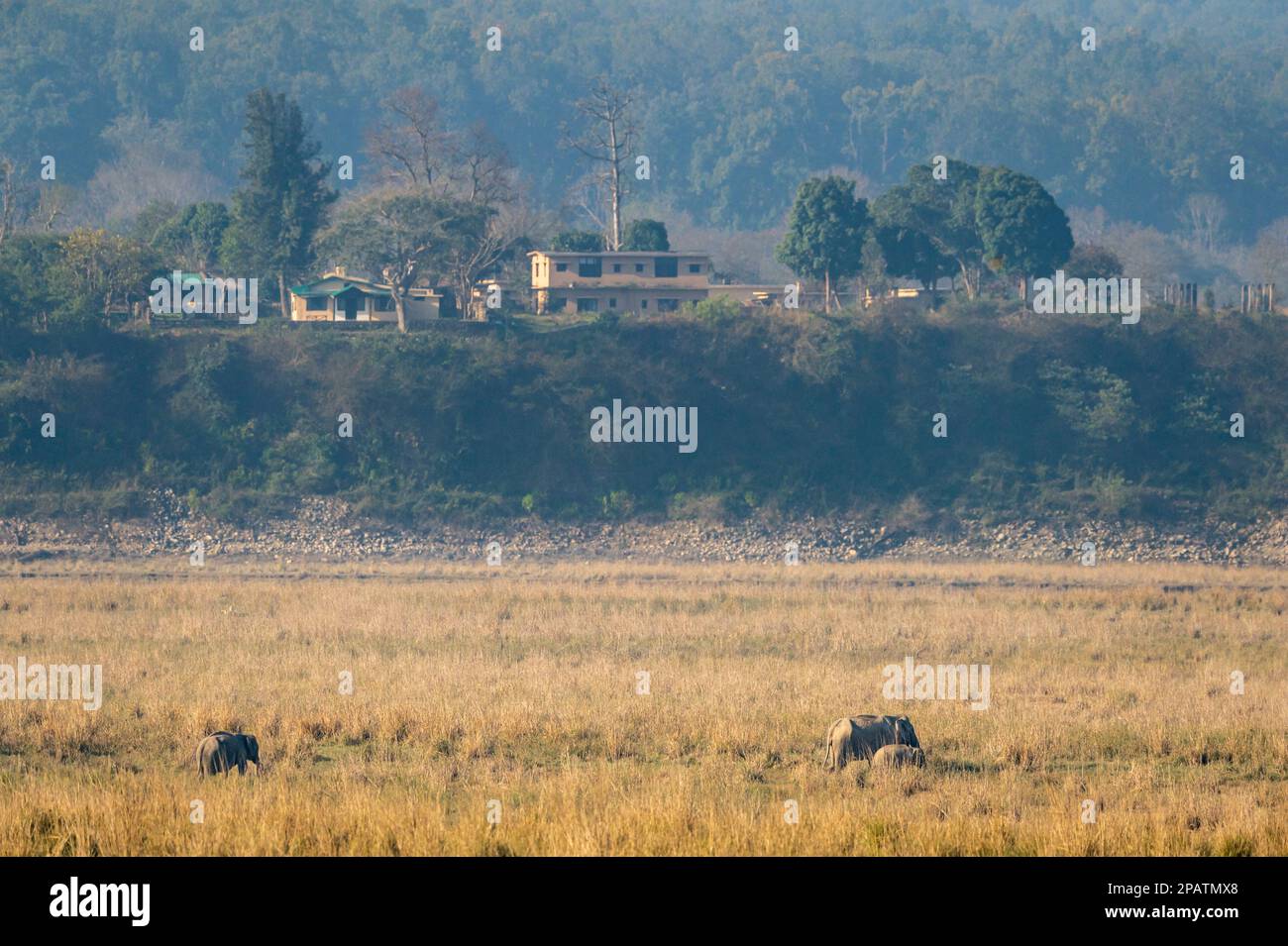 Parc national Jim corbett, Uttarakhand, Inde - 4 mars 2020 : famille ...