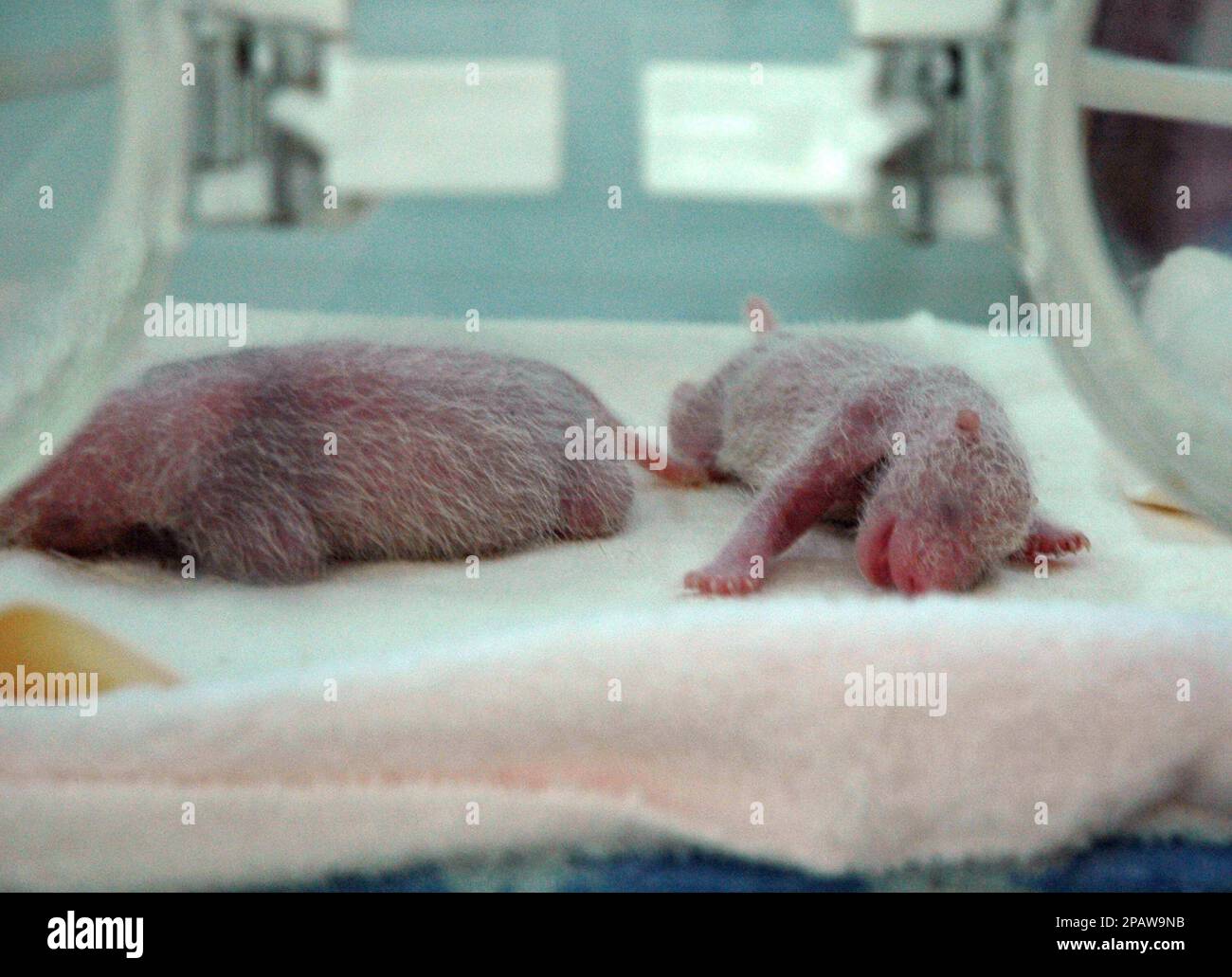 ** FILE ** In this photo released by China's Xinhua News Agency, newly ...