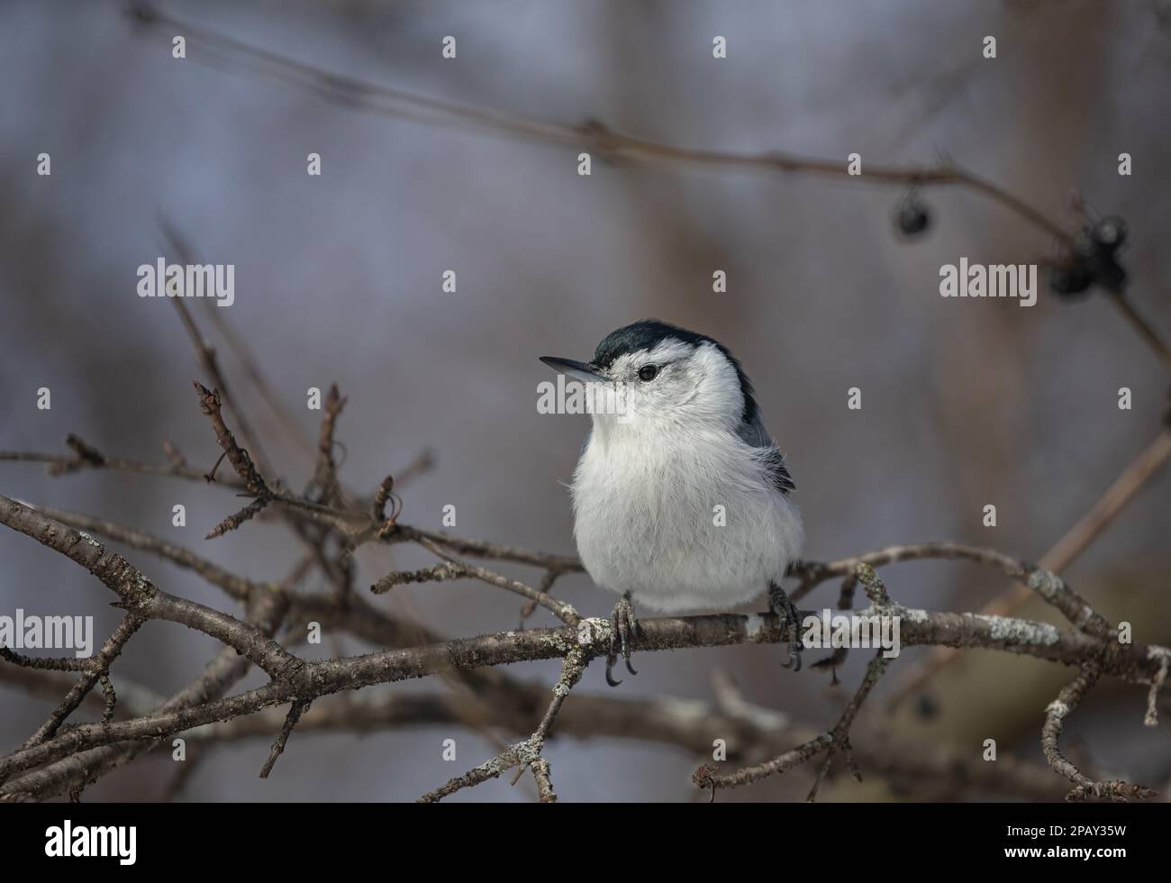 Perche blanche Banque de photographies et d’images à haute résolution ...